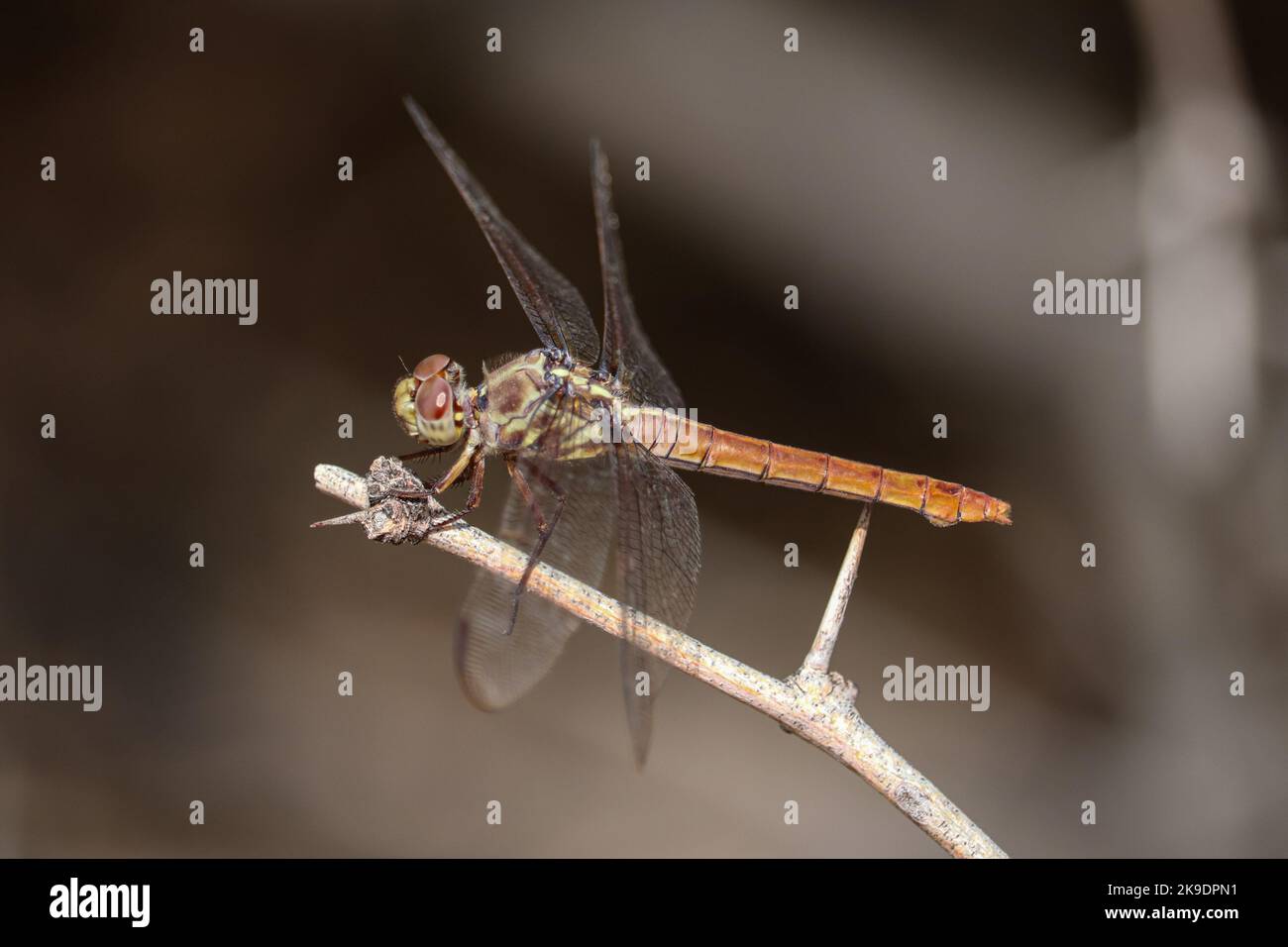 Female roseate skimmer or orthemis ferruginea perching on branch at the ...
