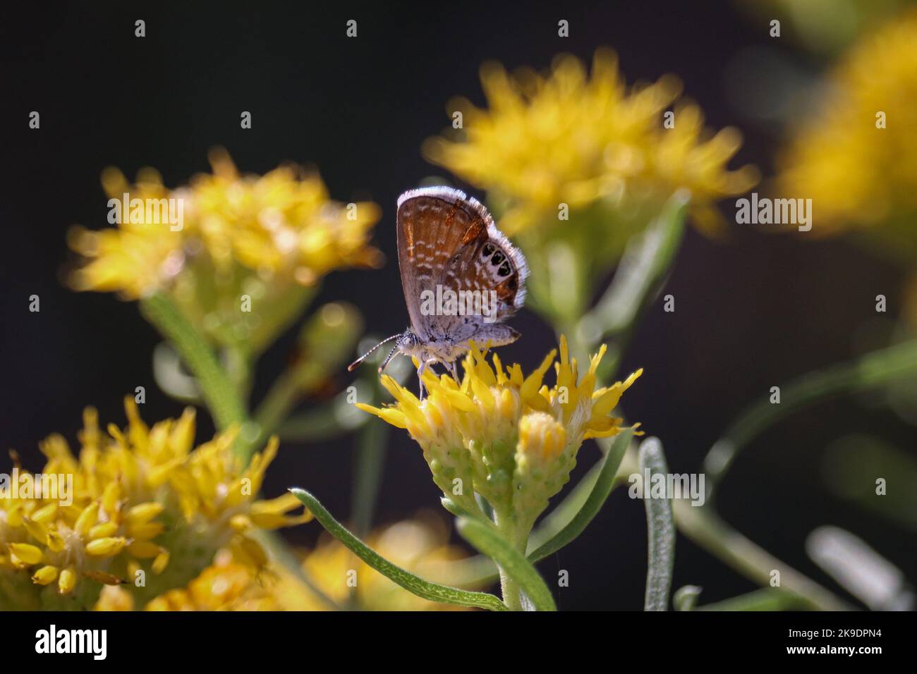 Western pygmy blue butterfly hi-res stock photography and images - Alamy