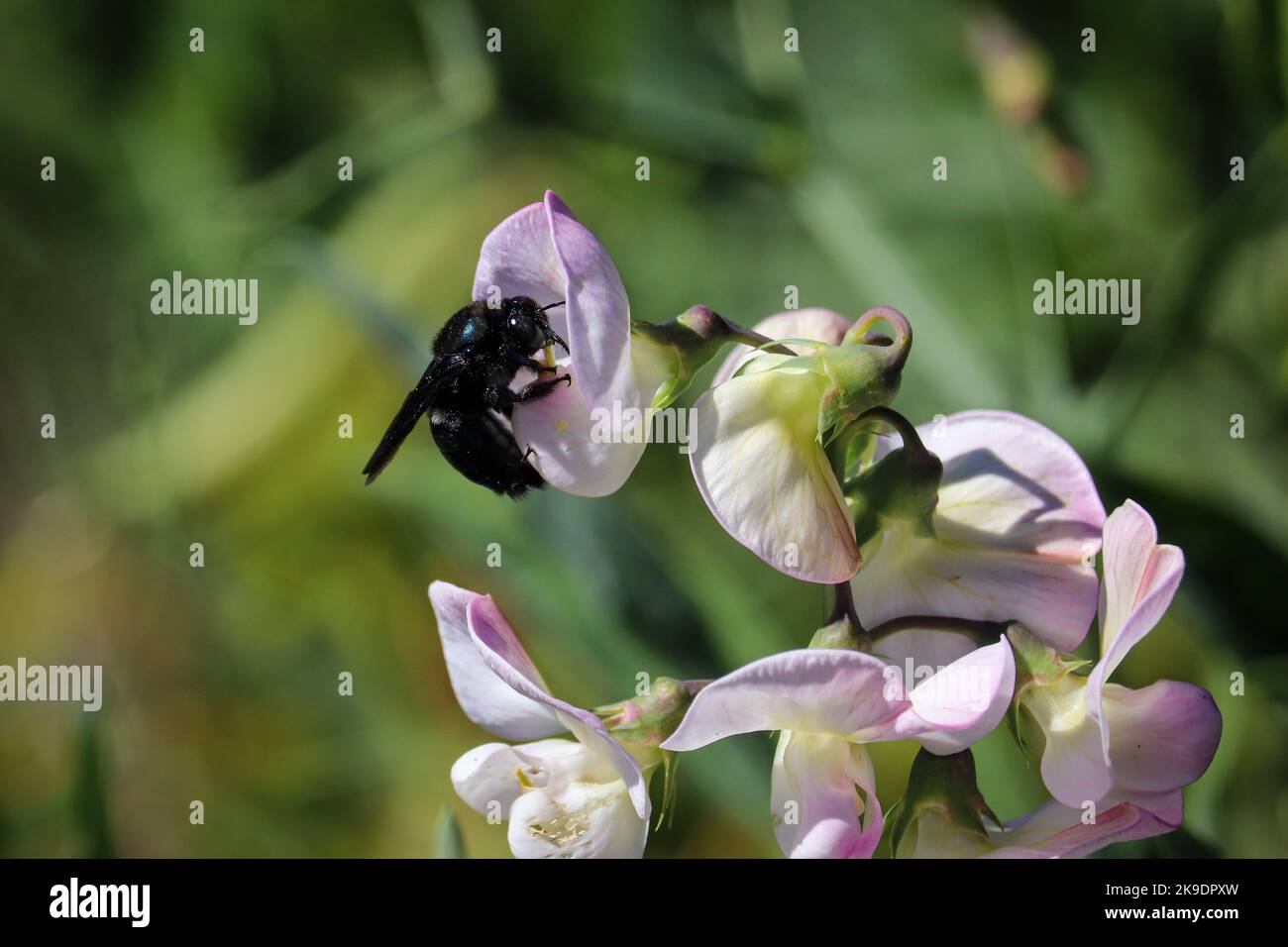 Female Western carpenter bee or Xylocopa californica feeding on wild ...