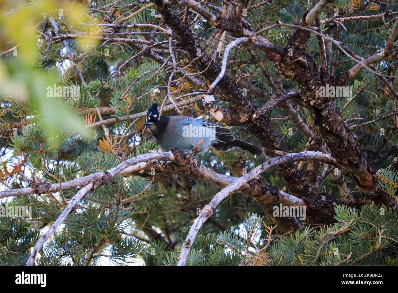 Stellar's Jay or Cyanocitta stelleri standing in a pine tree at the ...
