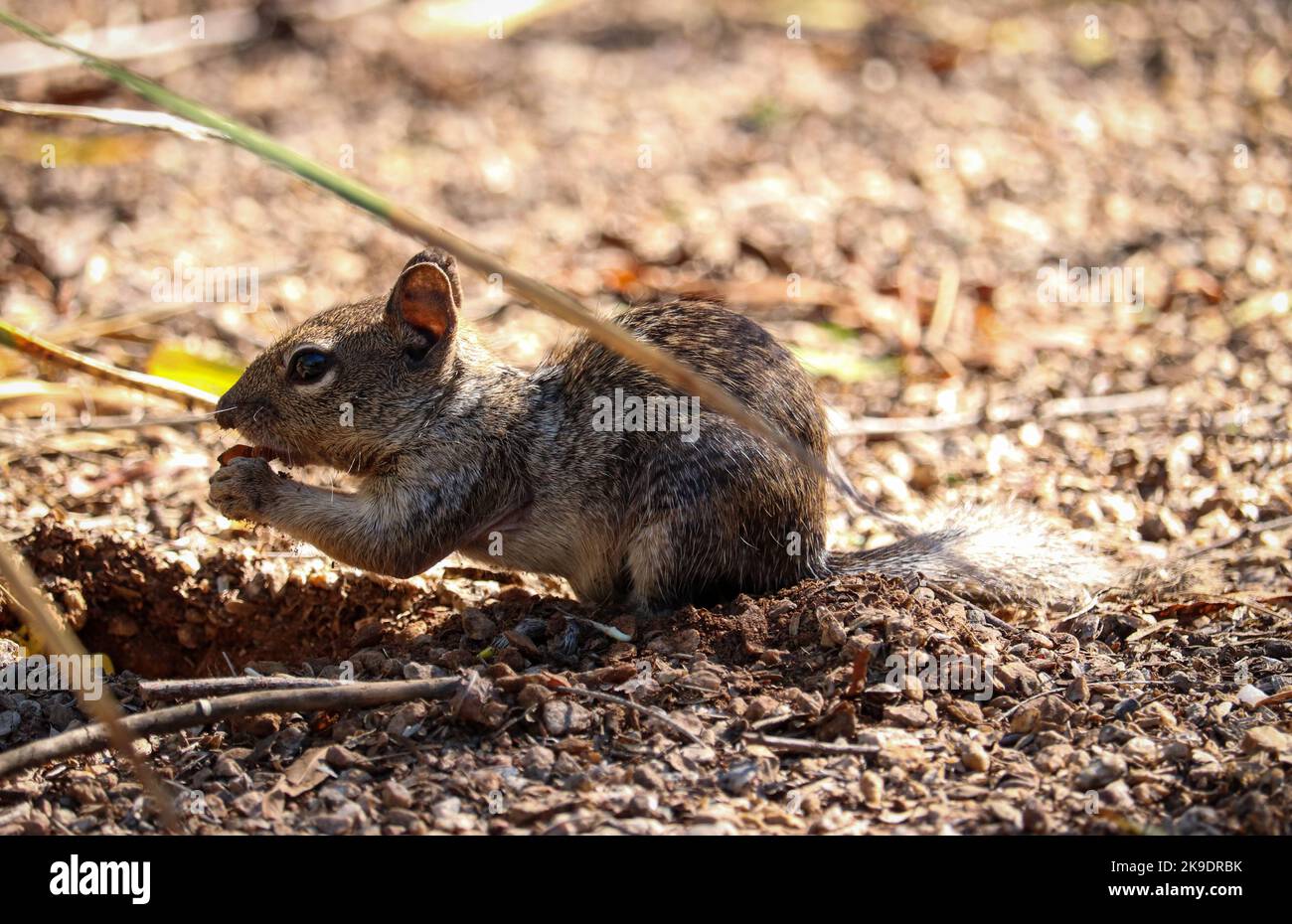 Young juvenile holding spots hi-res stock photography and images - Alamy