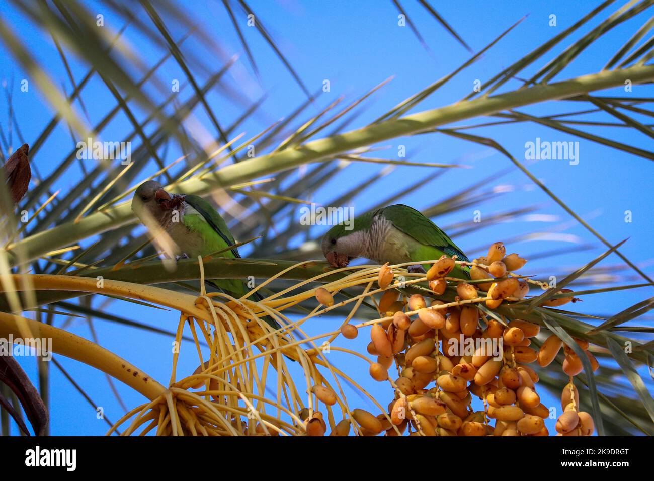Monk parakeet urban hi-res stock photography and images - Alamy