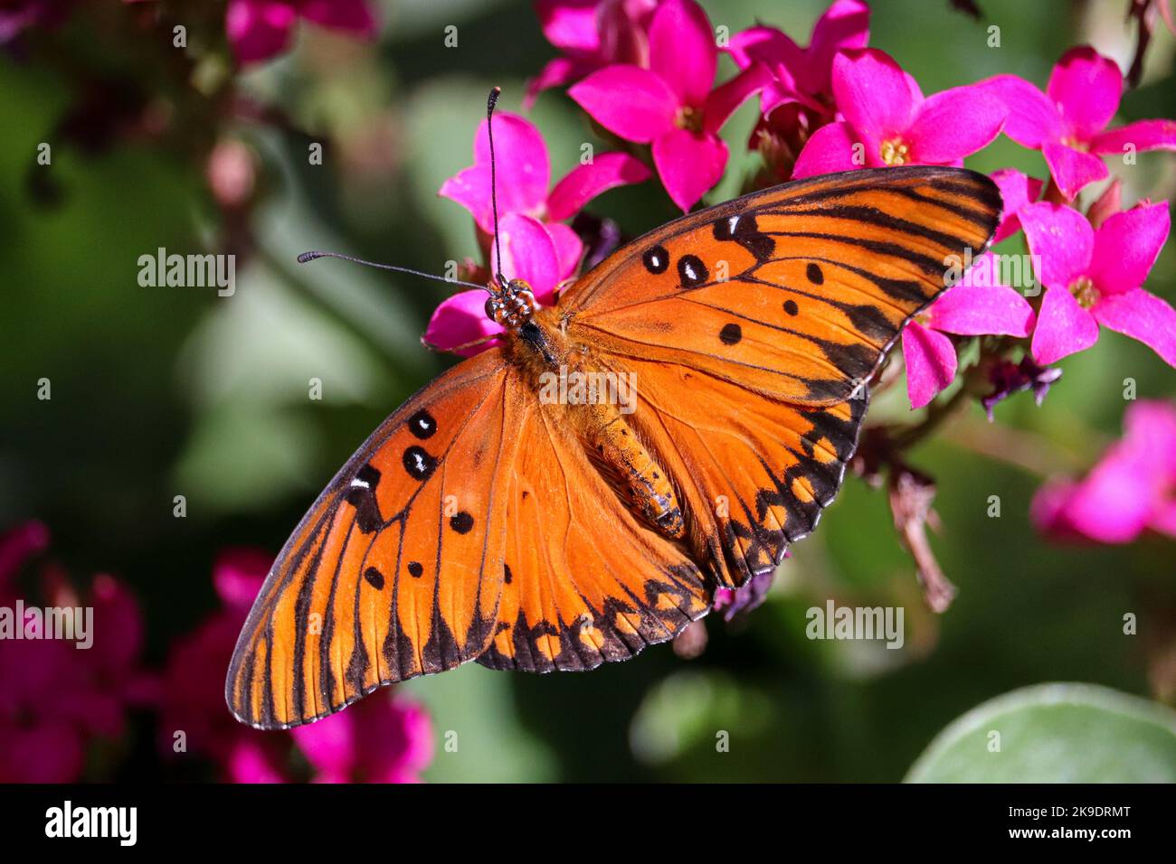 Gulf fritillary or Dione vanillae feeding on pink flowers at the Desert ...