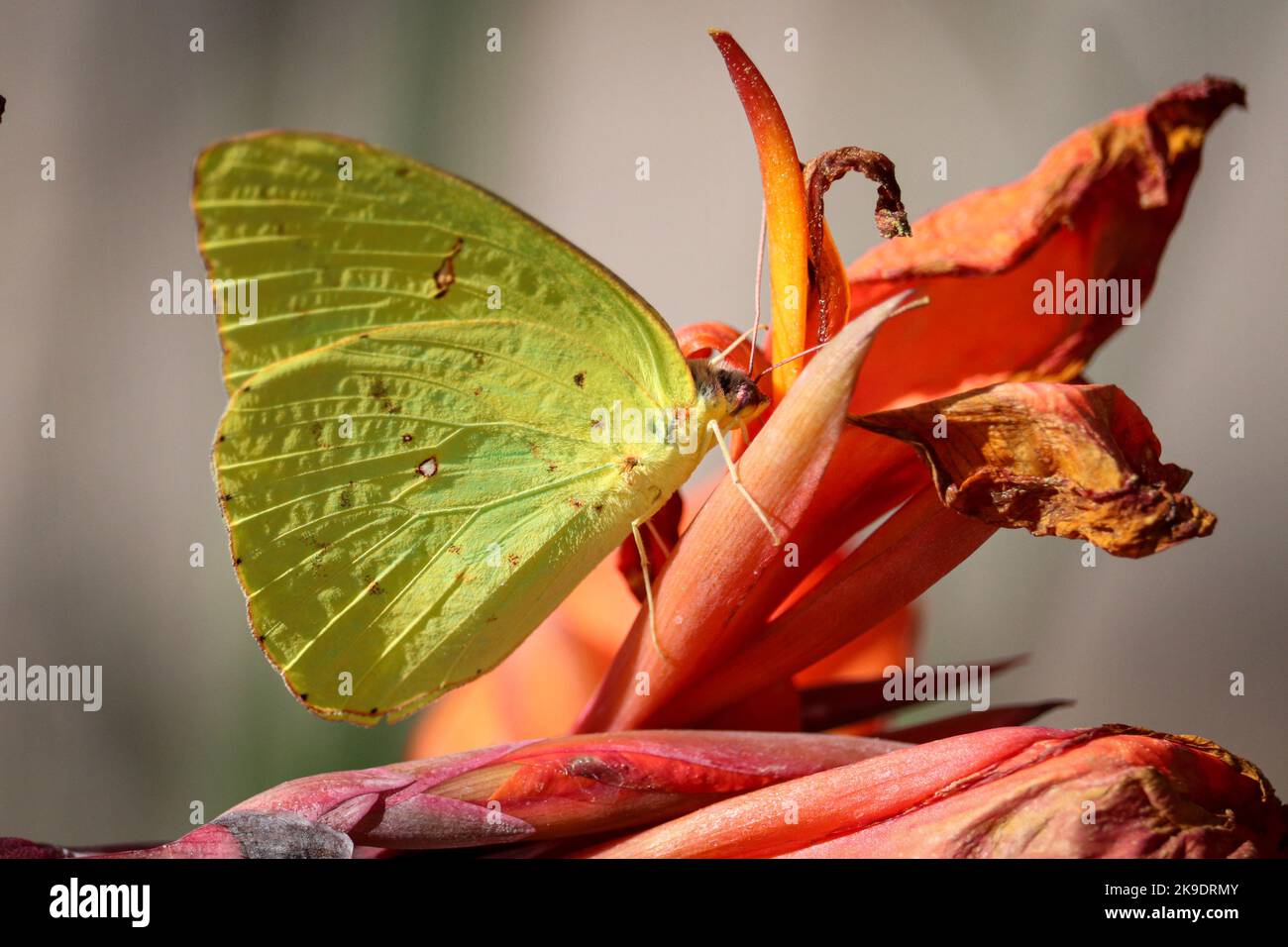 Orange-barred sulphur or Phoebis philea feeding on a canna lily at the ...