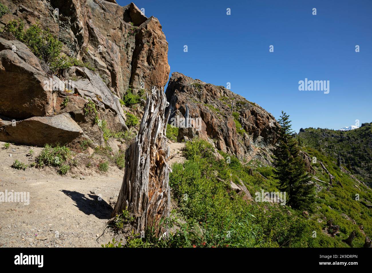 WA22565-00...WASHINGTON - Trees destroyed by the 1980 eruption of Mount ...