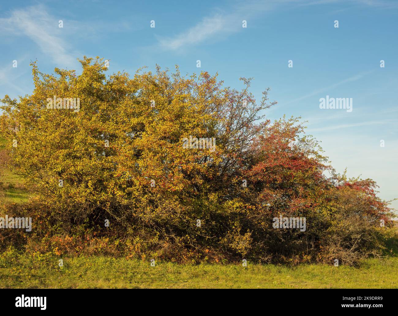 Green meadow on a sunny day in autumn.Colorful trees in background ...