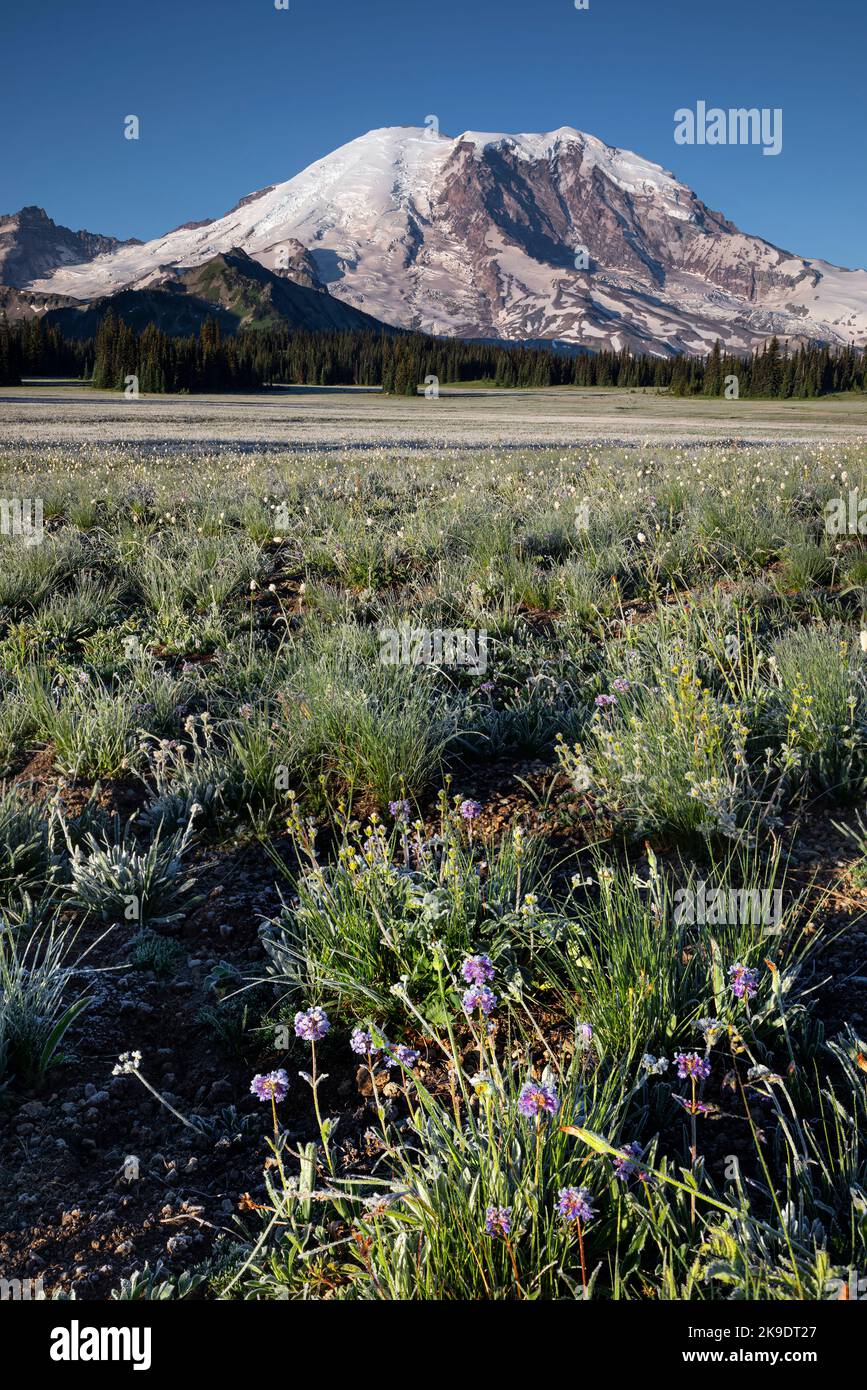 WA22577-00...WASHINGTON - Mount Rainier viewed from a frost covered ...