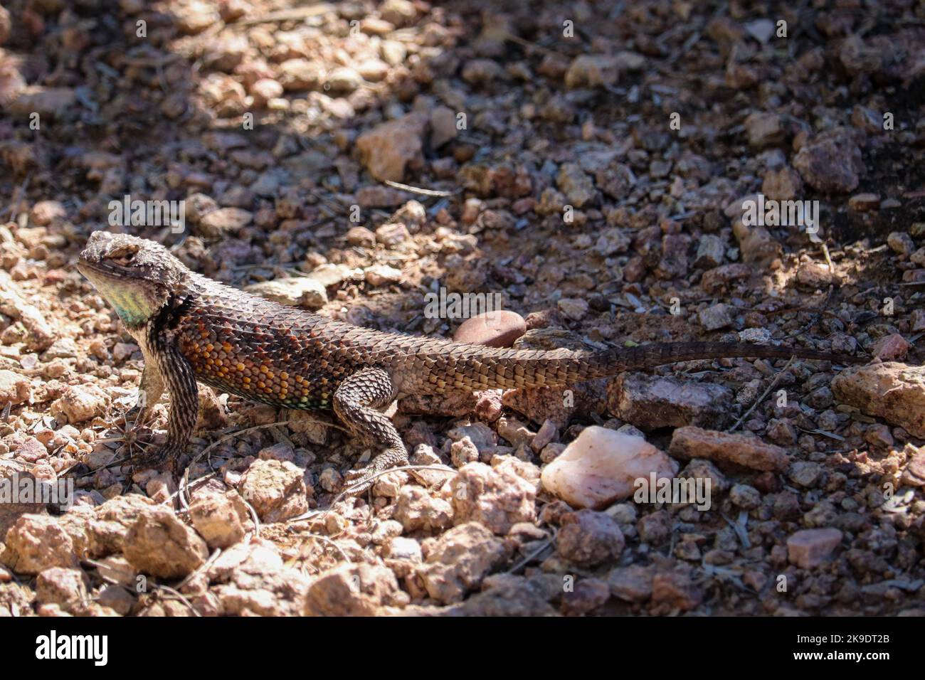 Desert Spiny Lizard Drawing