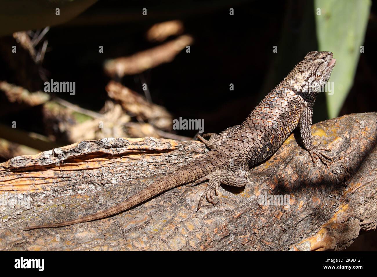 Molted reptile hi-res stock photography and images - Alamy