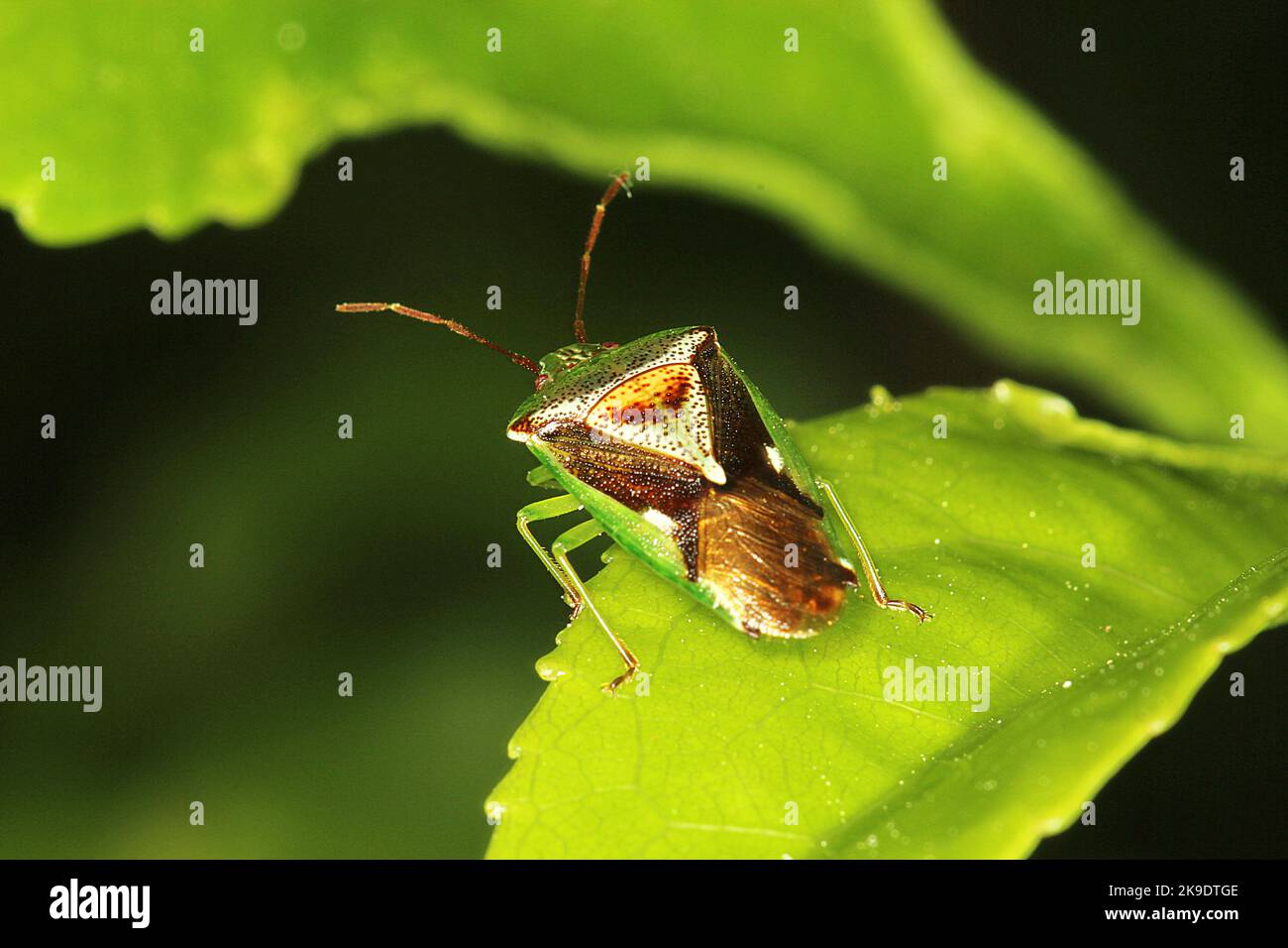 Forest shield bug (Oncacontias vittatus) and a mosquito (Culex sp.) on ...