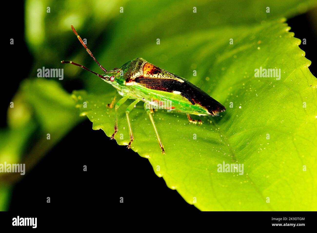 Forest shield bug (Oncacontias vittatus) and a mosquito (Culex sp.) on ...