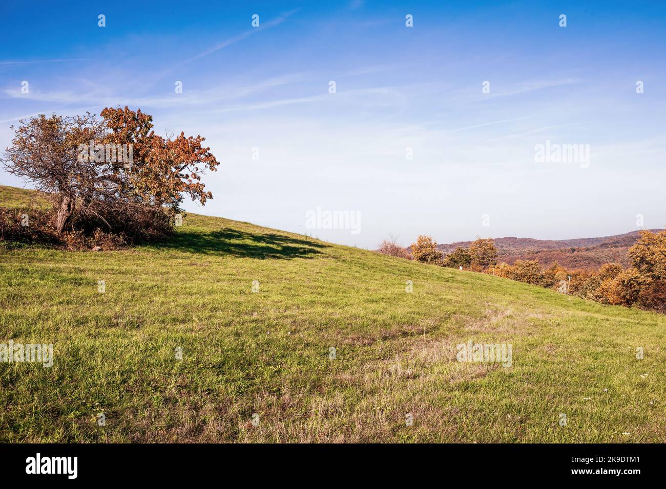 Green meadow on a sunny day in autumn.Colorful trees in background ...