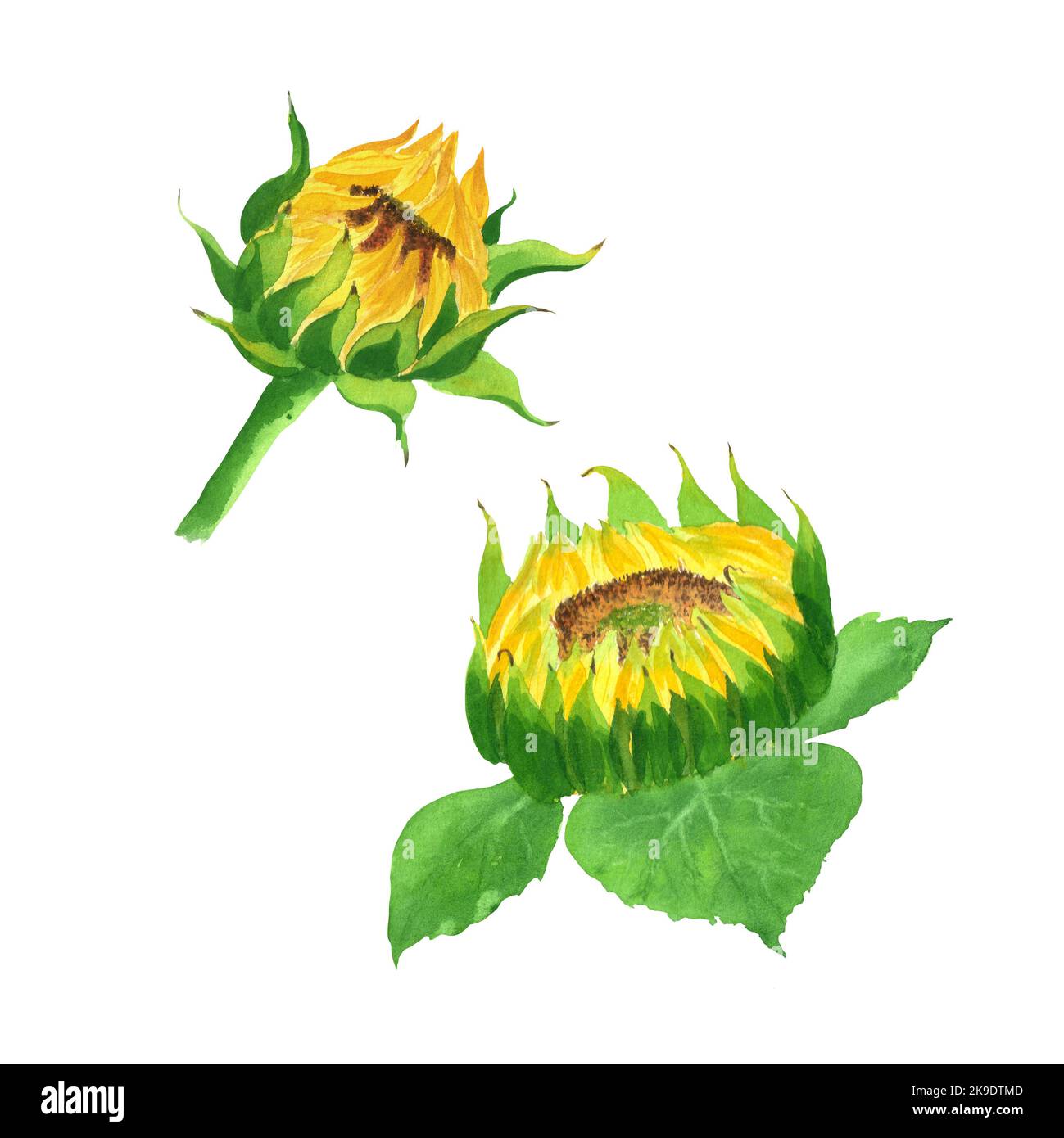 Hand-painted watercolor sunflowers. Two half - opened buds. Isolated ...
