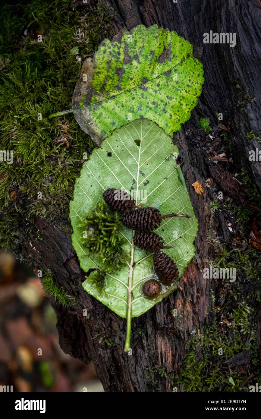 Pacific northwest vegetation hi-res stock photography and images - Alamy