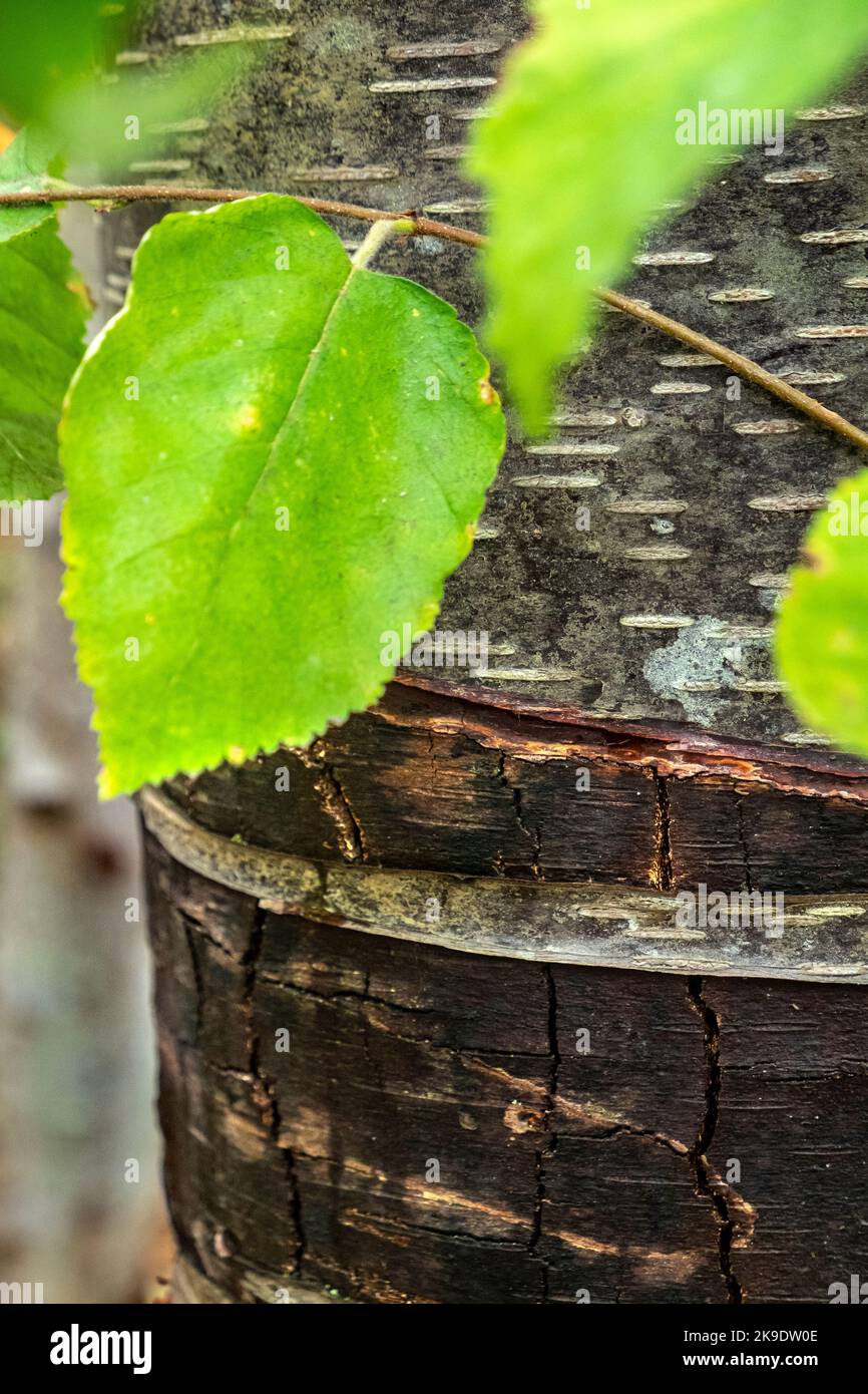 Birch leaf, birchbark, birch tree, Pacific Northwest, USA Stock Photo ...