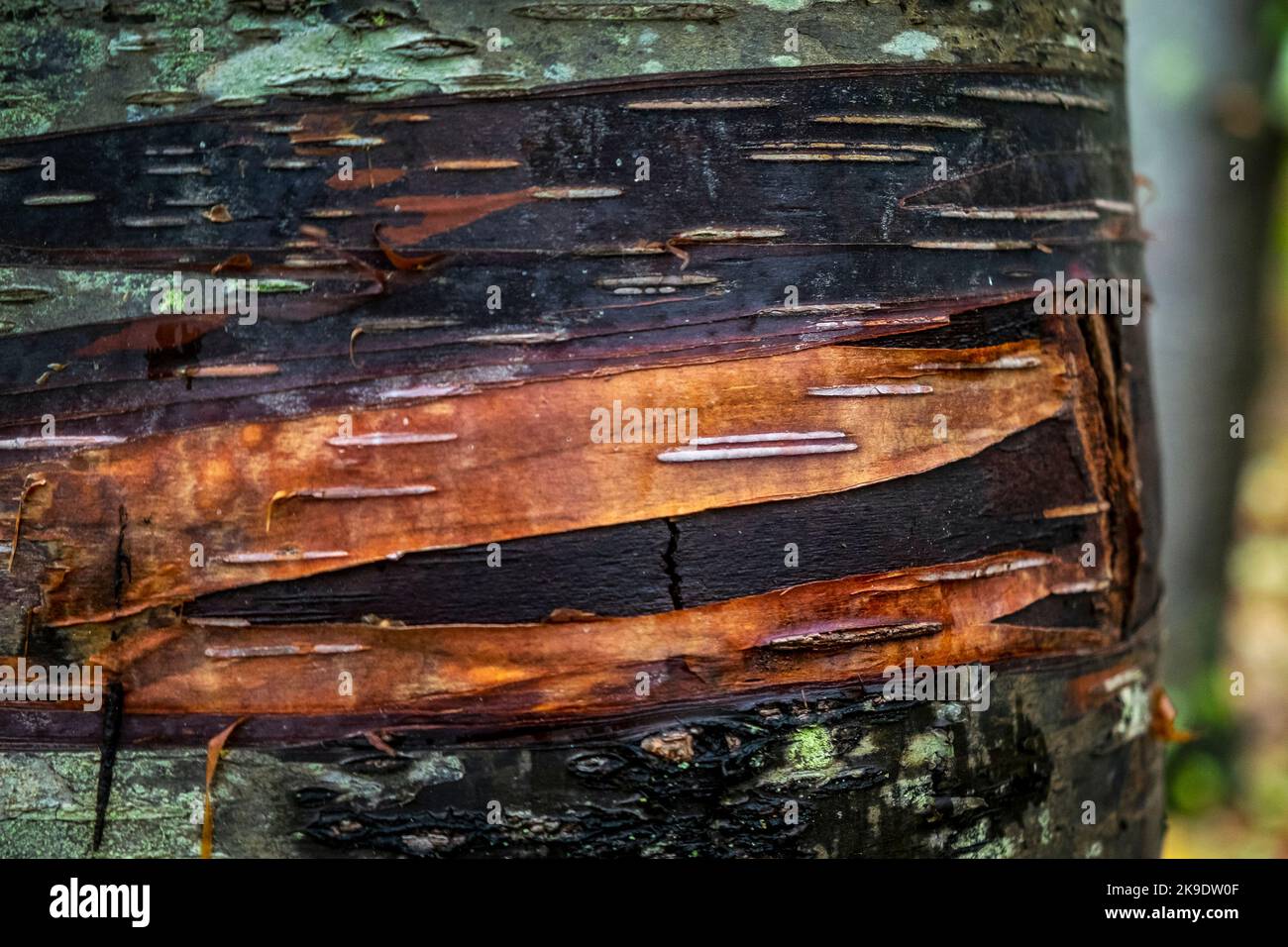 Wet birchbark on a birch tree in the woods, Pacific Northwest, USA ...