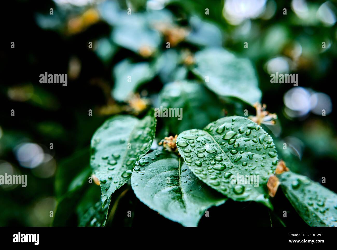 Raindrops plant leaves hi-res stock photography and images - Alamy