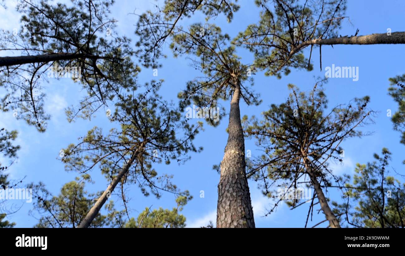 Extraction of natural resin from pine tree trunks in Ovar - Portugal ...