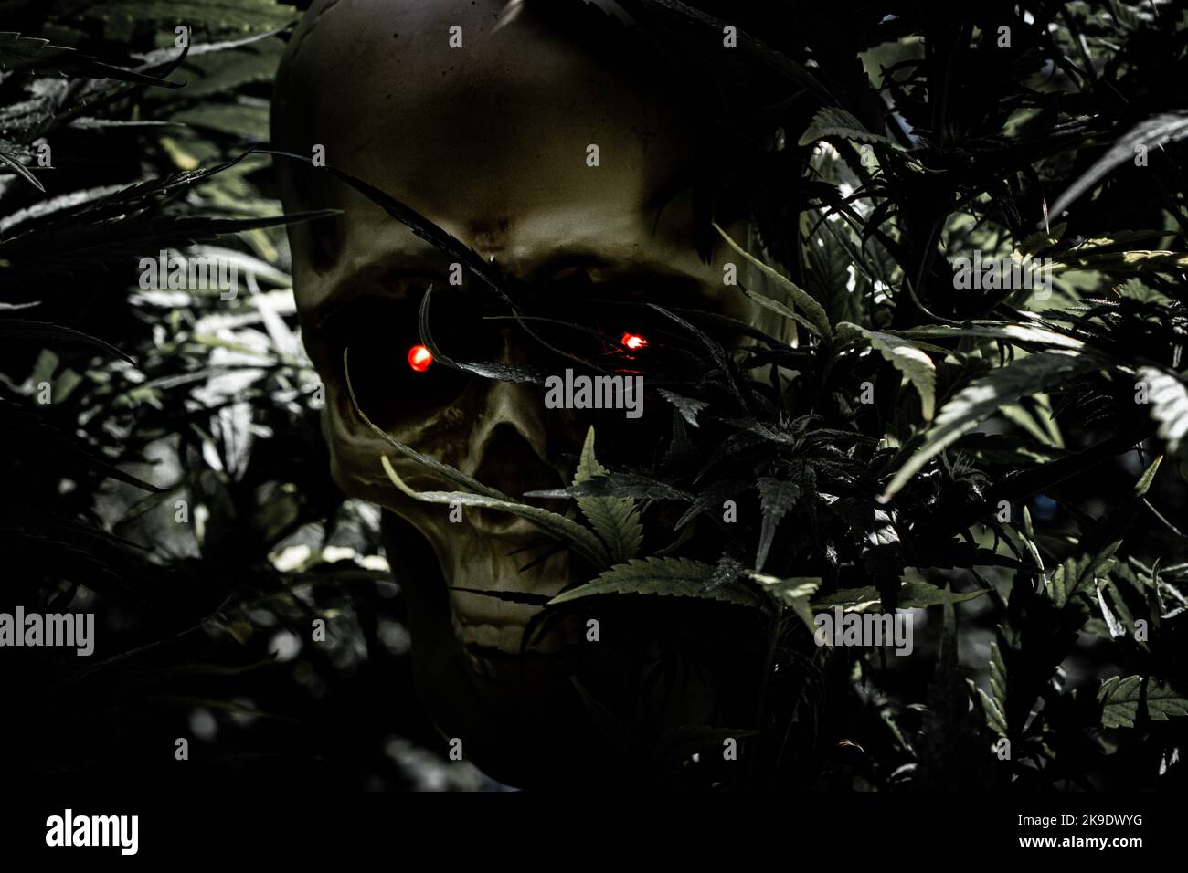 Stalking his prey is a skeleton hiding in some cannabis plants Stock ...