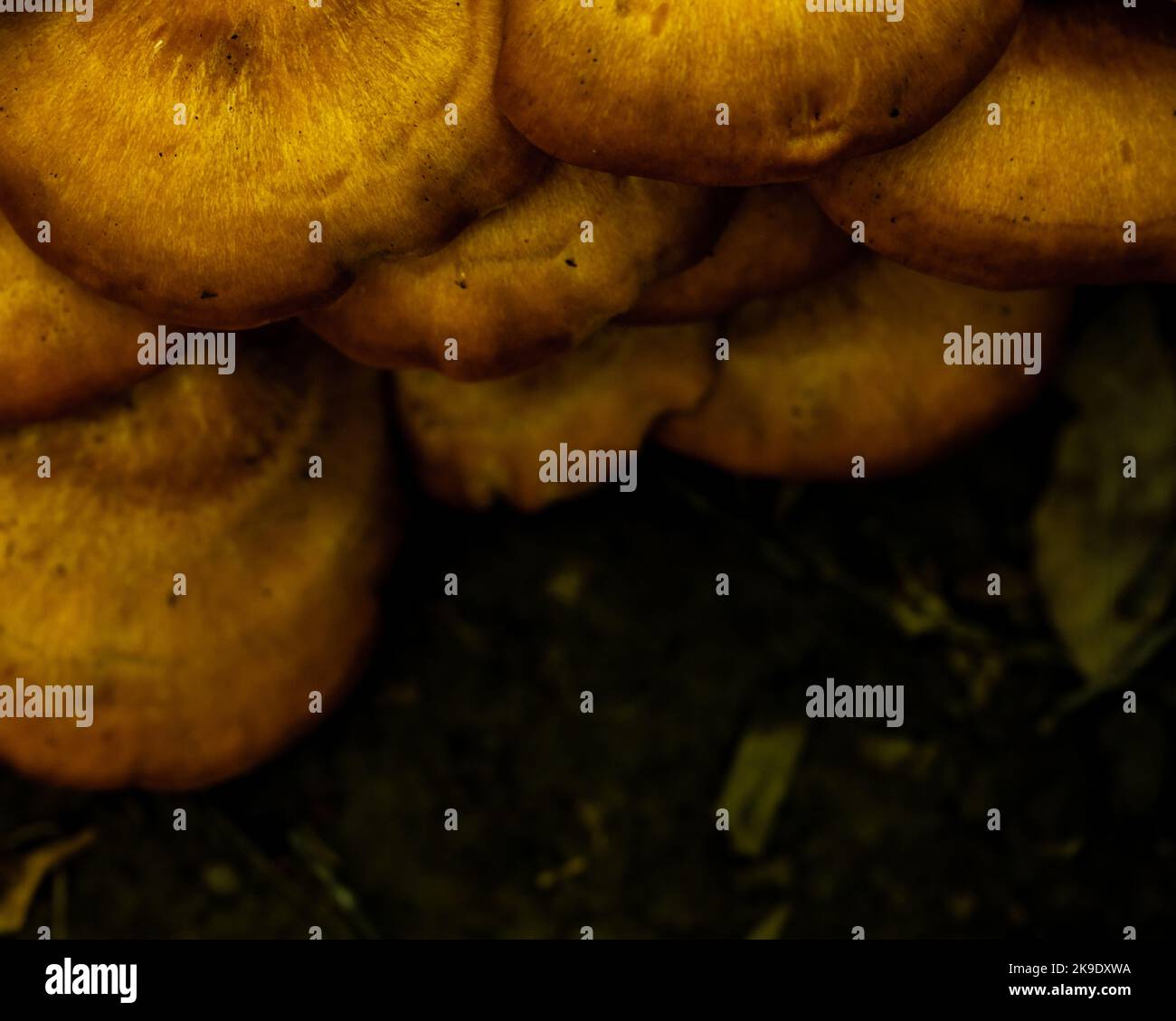 Texture of Yellow Mushrooms Stacking On Top of Each Other with copy ...