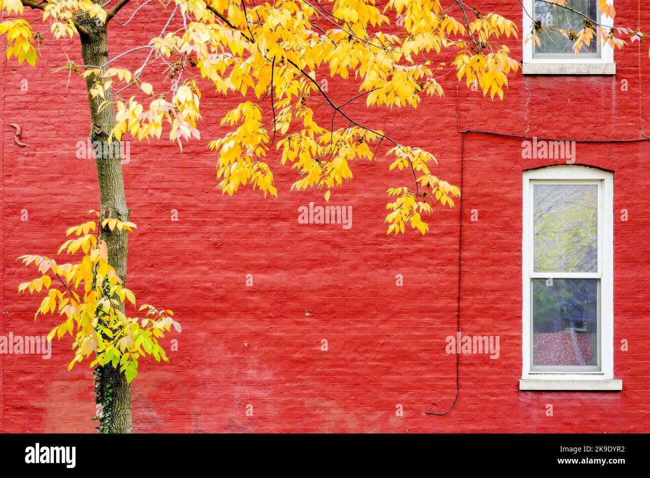 An ash tree in autumn yellow against a brick wallk painted red. Wicker ...