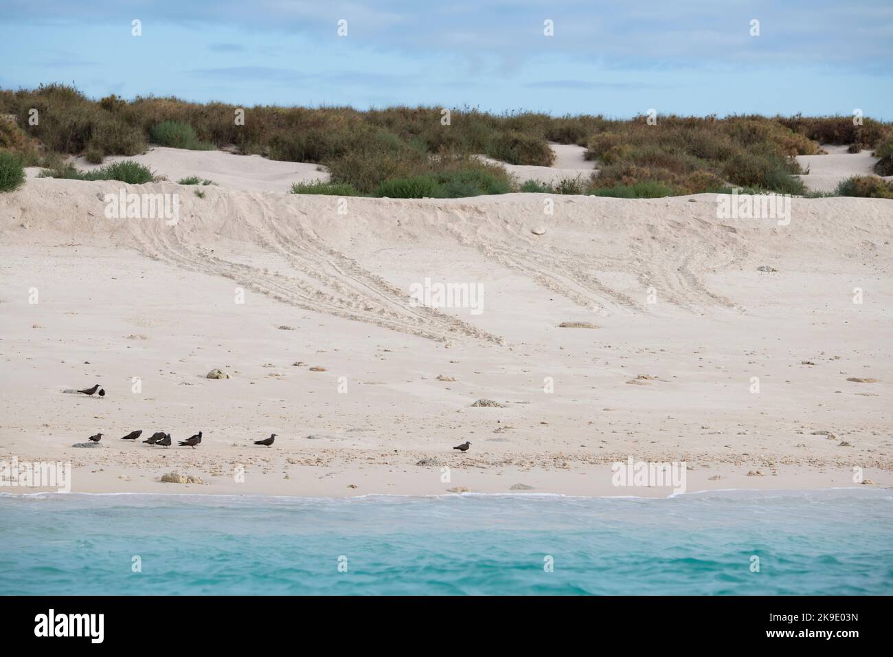 Western Australia, Kimberley, Lacepedes Islands. Important breeding ...