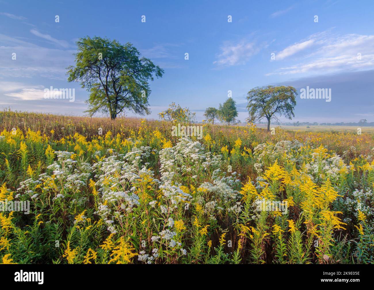 Goldenrod (Soldago) grows in profusion at Springbrook Prairie Forest ...