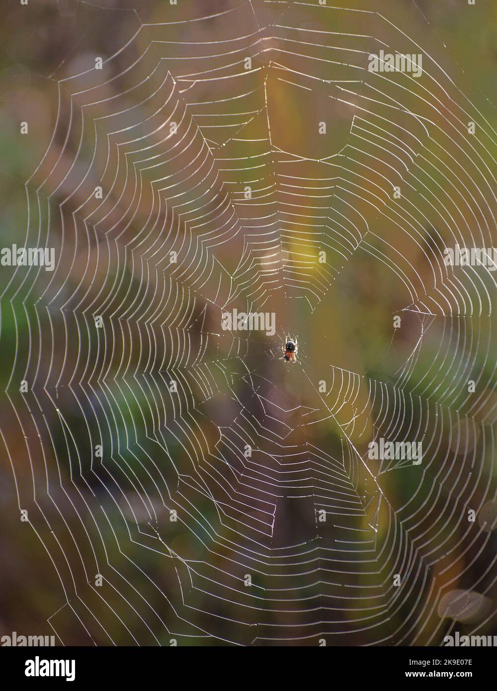 A spider sits in his web awaiting prey Stock Photo - Alamy