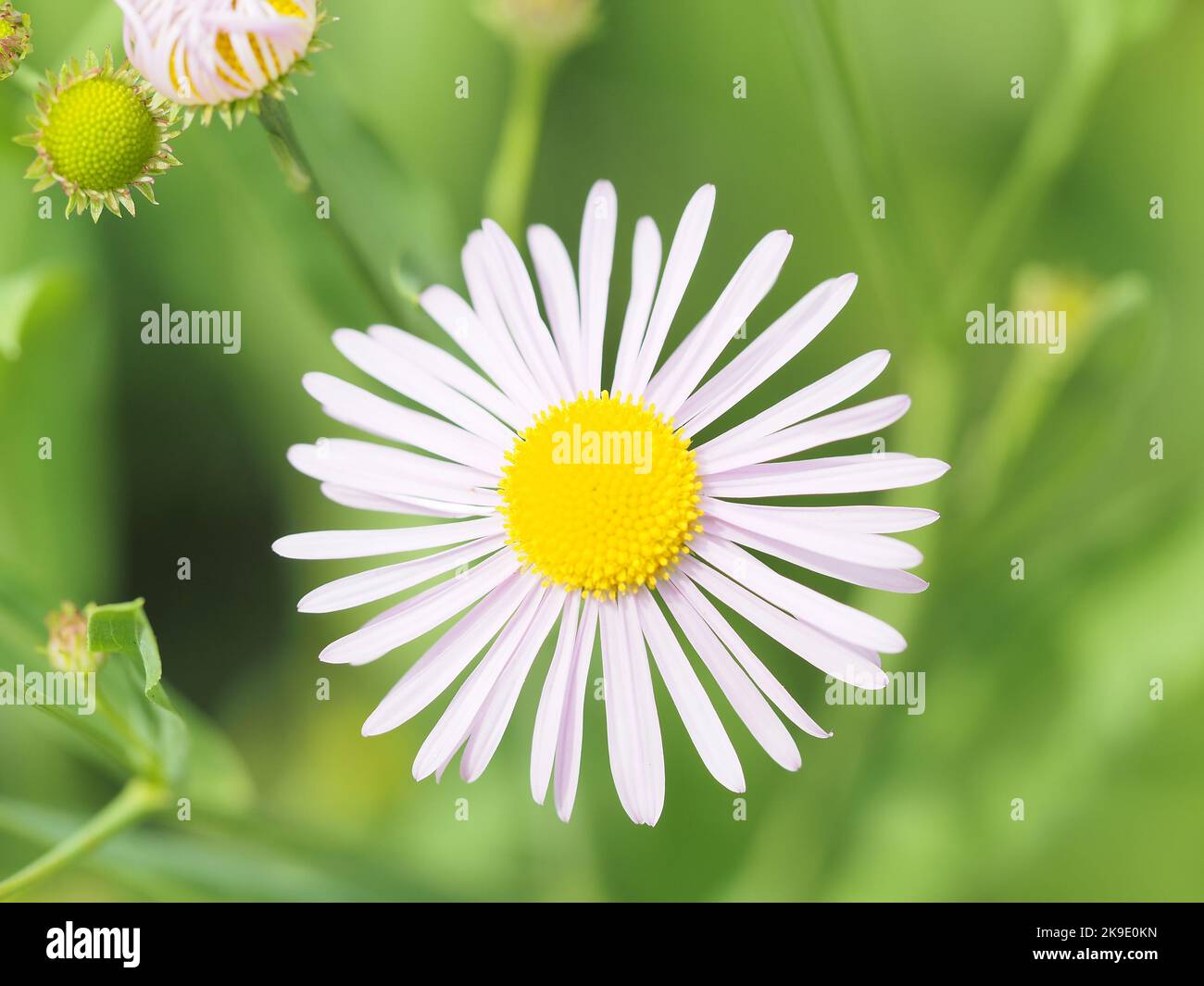 The southern daisy hi-res stock photography and images - Alamy