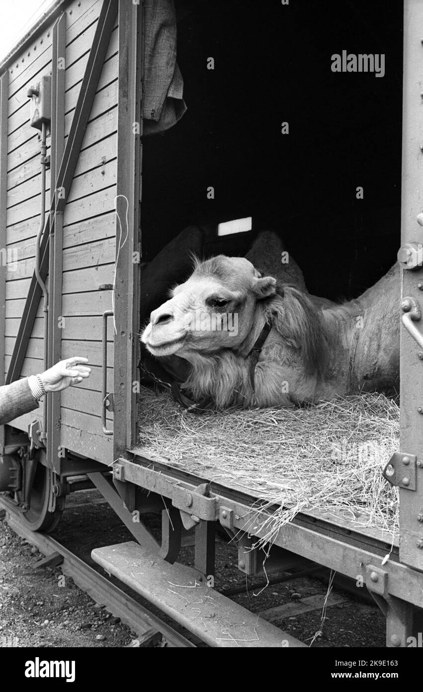 Transport circus animals hi-res stock photography and images - Alamy
