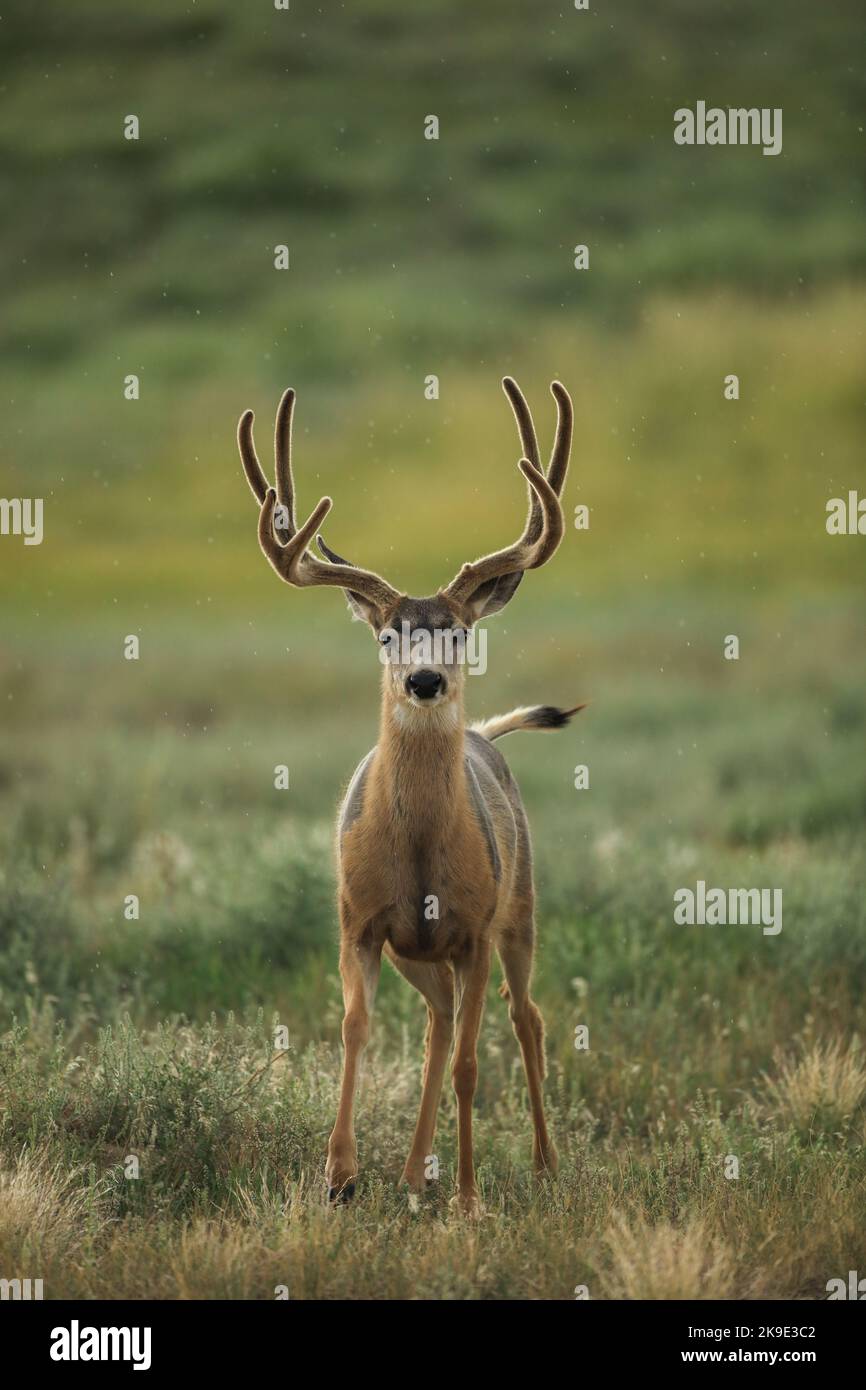 Mule Deer in velvet Stock Photo - Alamy