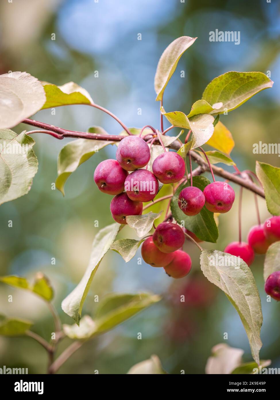 Bright red small wild apples among the yellow leaves in autumn. A bunch ...