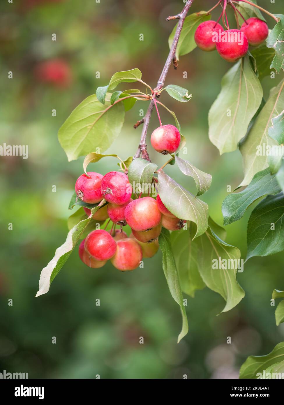 Bright red small wild apples among the yellow leaves in autumn. A bunch ...