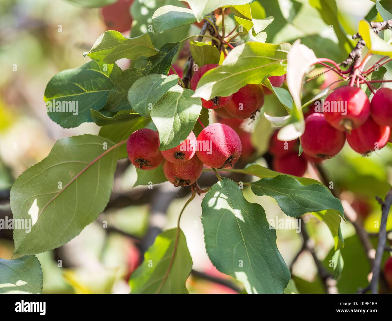 Bright red small wild apples among the yellow leaves in autumn. A bunch ...