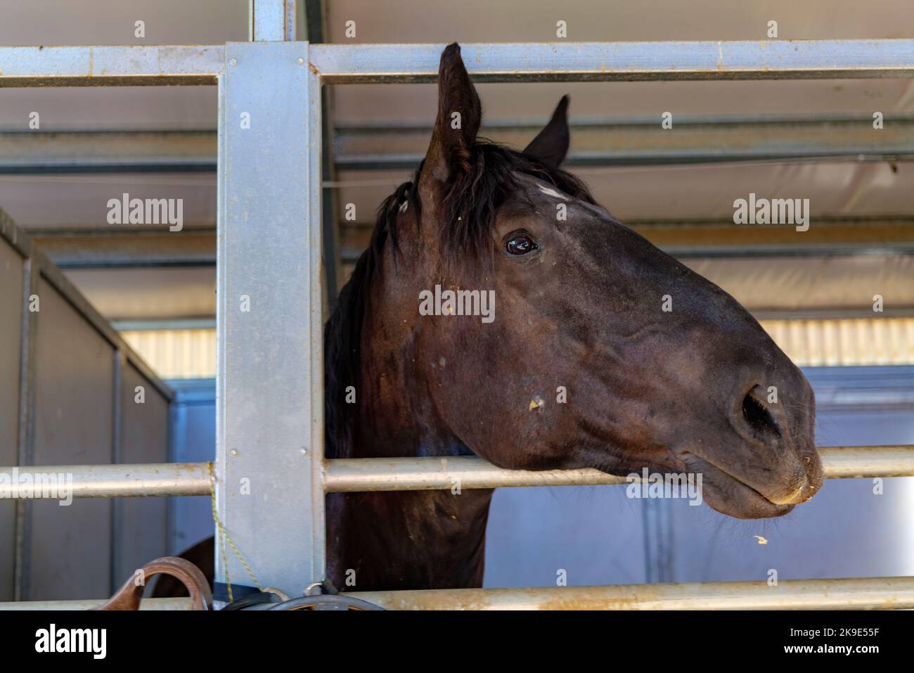 Three horses with their head outside of the stable Stock Photo - Alamy