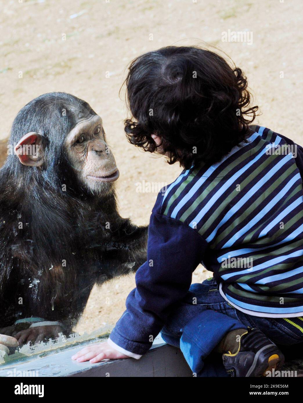 A toddler and a Chimpanzee gazing and interacting with each other Stock ...