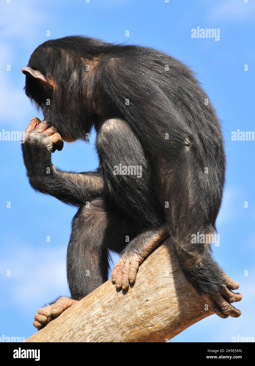 Chimp family hi-res stock photography and images - Alamy