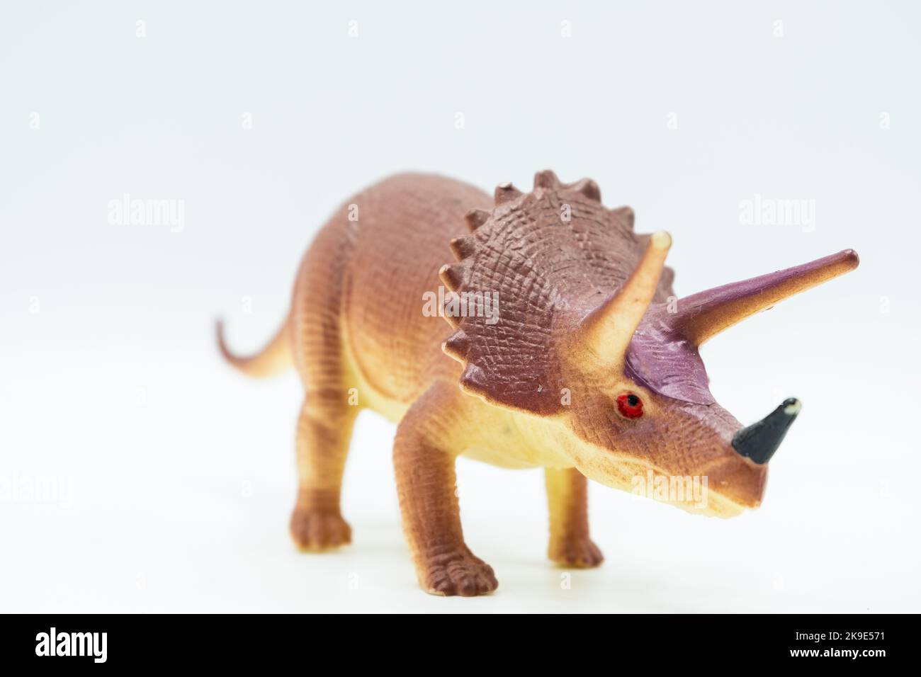 Triceratops dinosaurs toy isolated on white background Stock Photo - Alamy