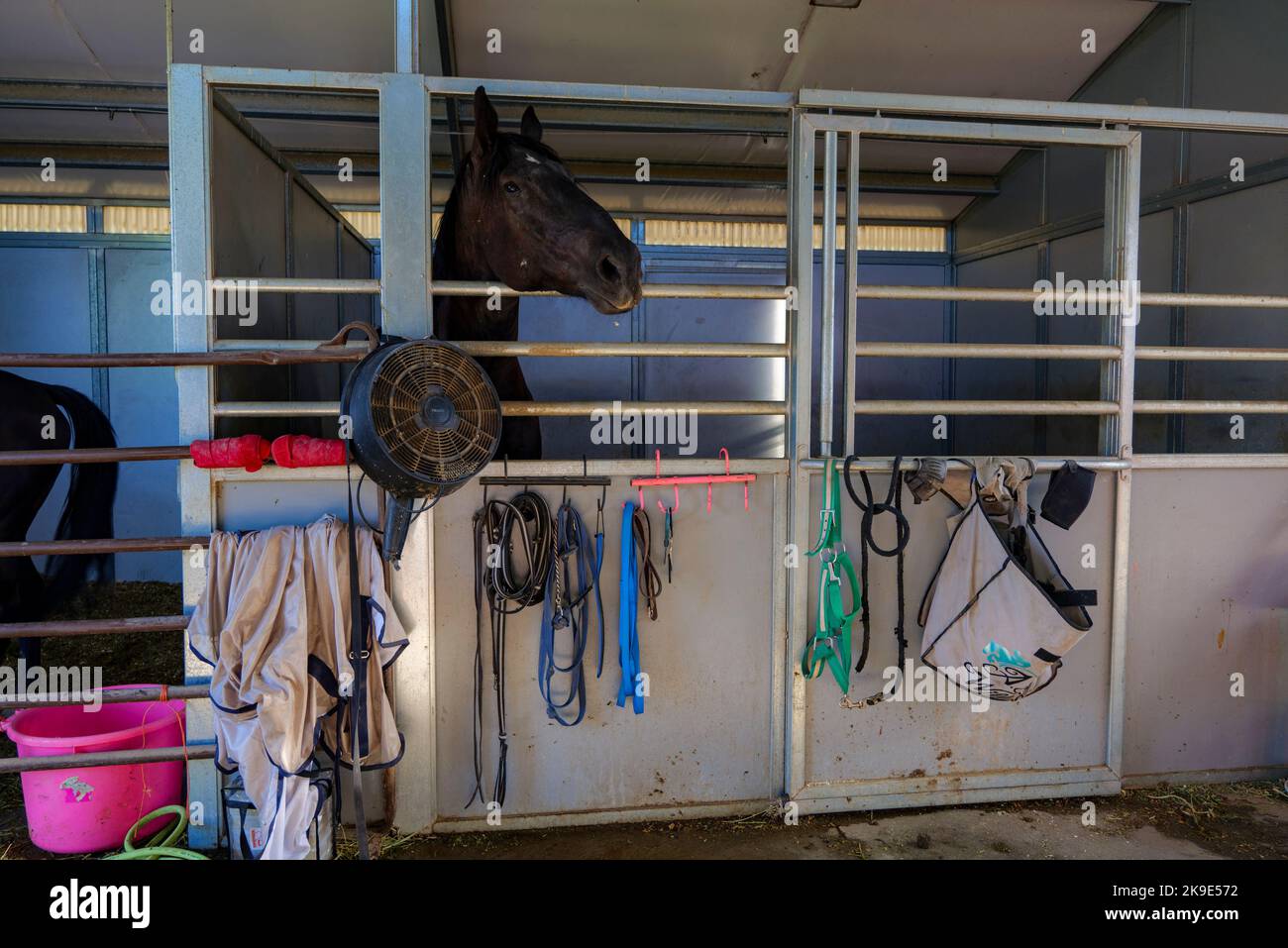 Three horses with their head outside of the stable Stock Photo - Alamy
