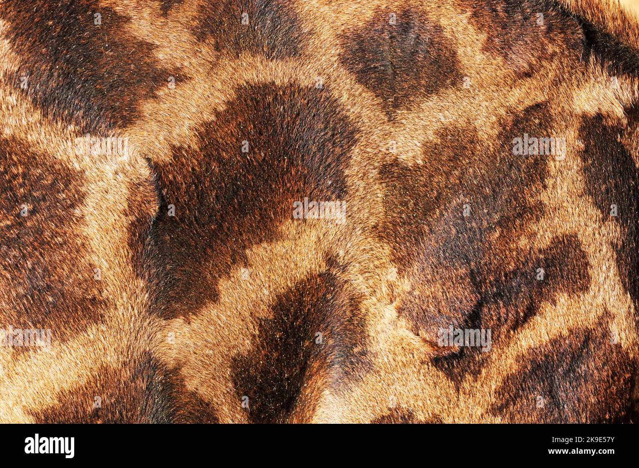 Colorful Giraffe patterns Stock Photo - Alamy