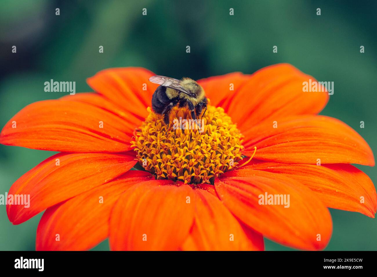 Close up. Bumblebee is collecting nectar from a Fiesta del Sol Mexican ...