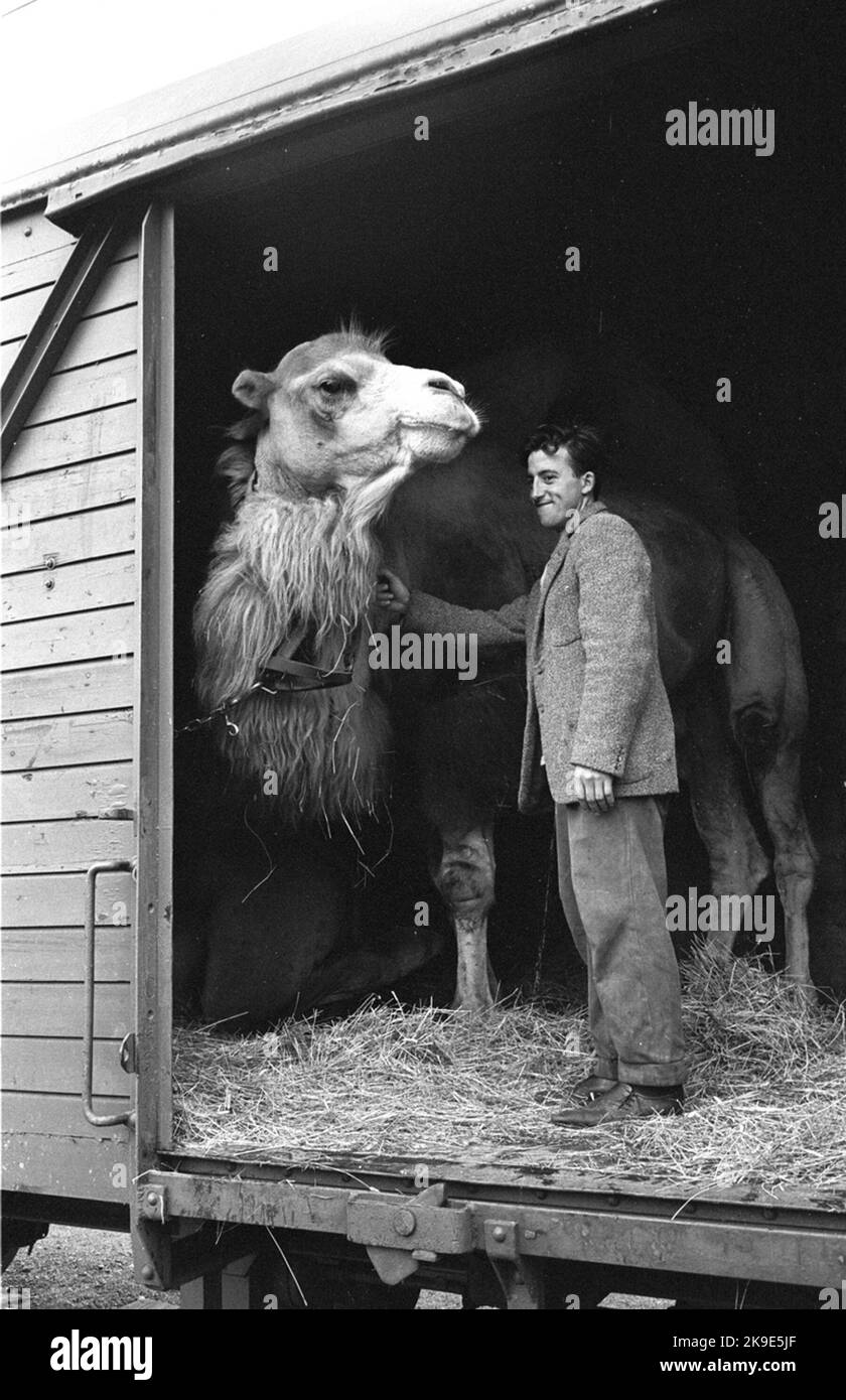 Transport circus animals hi-res stock photography and images - Alamy
