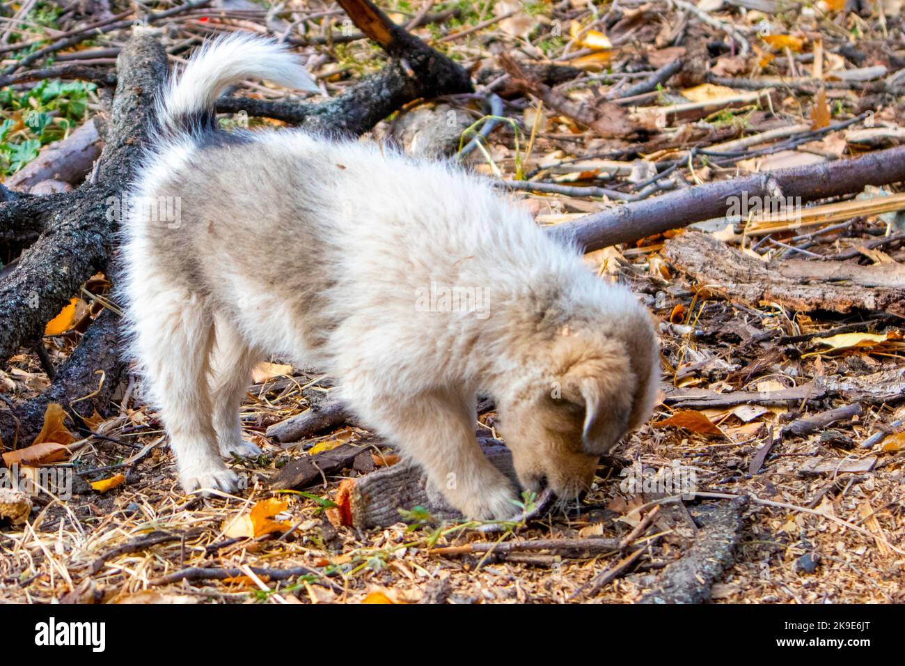 a cute little puppy is standing on the ground. puppy dog smelling to ...