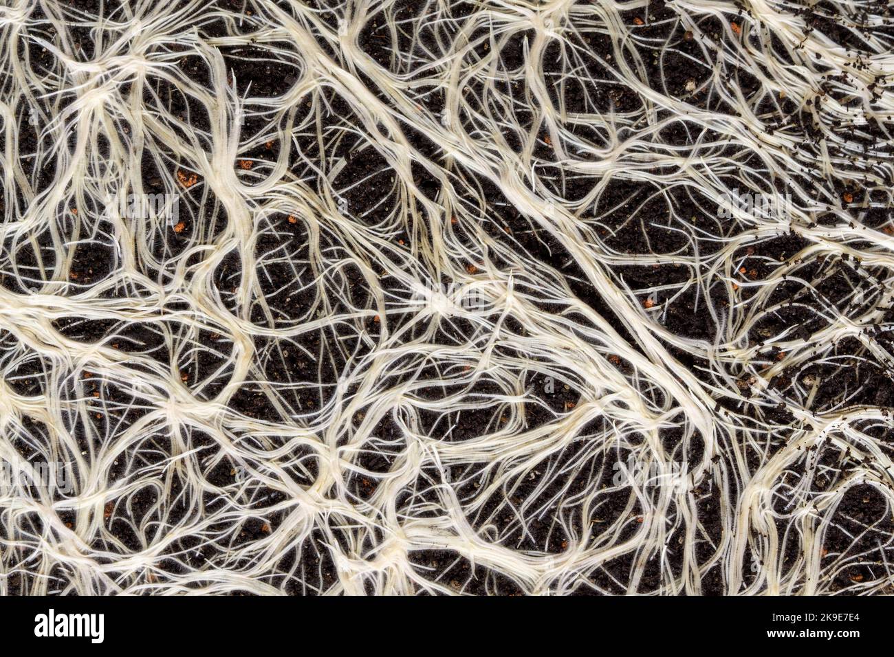 structure of the mushroom mycelium of the terrestrial soil Stock Photo ...