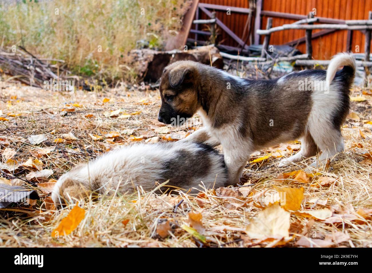 two cute little puppies are playing outside in autumn Stock Photo - Alamy