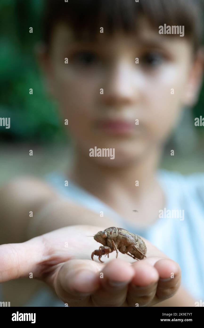 Boy shows an exoskeleton of a cicada in the palm of his hand Stock ...
