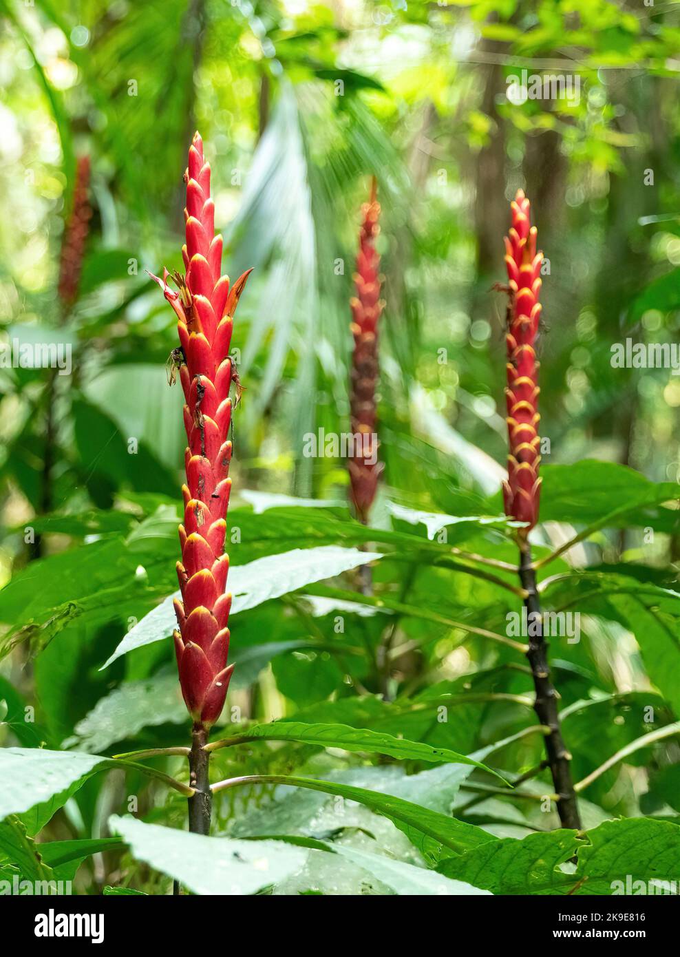 Red flowers in the woods of the atlantic rainforest Stock Photo - Alamy