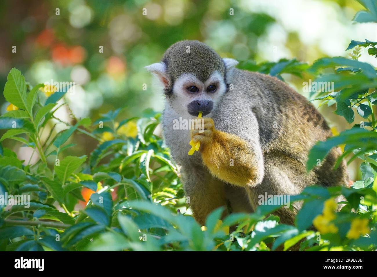 Bush monkey flower hi-res stock photography and images - Alamy