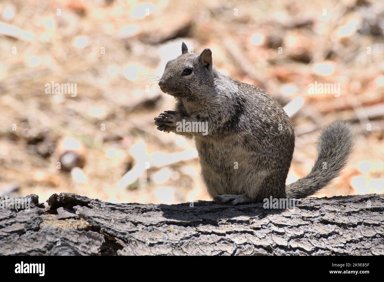 Squirrel Standing on a log eating Stock Photo - Alamy