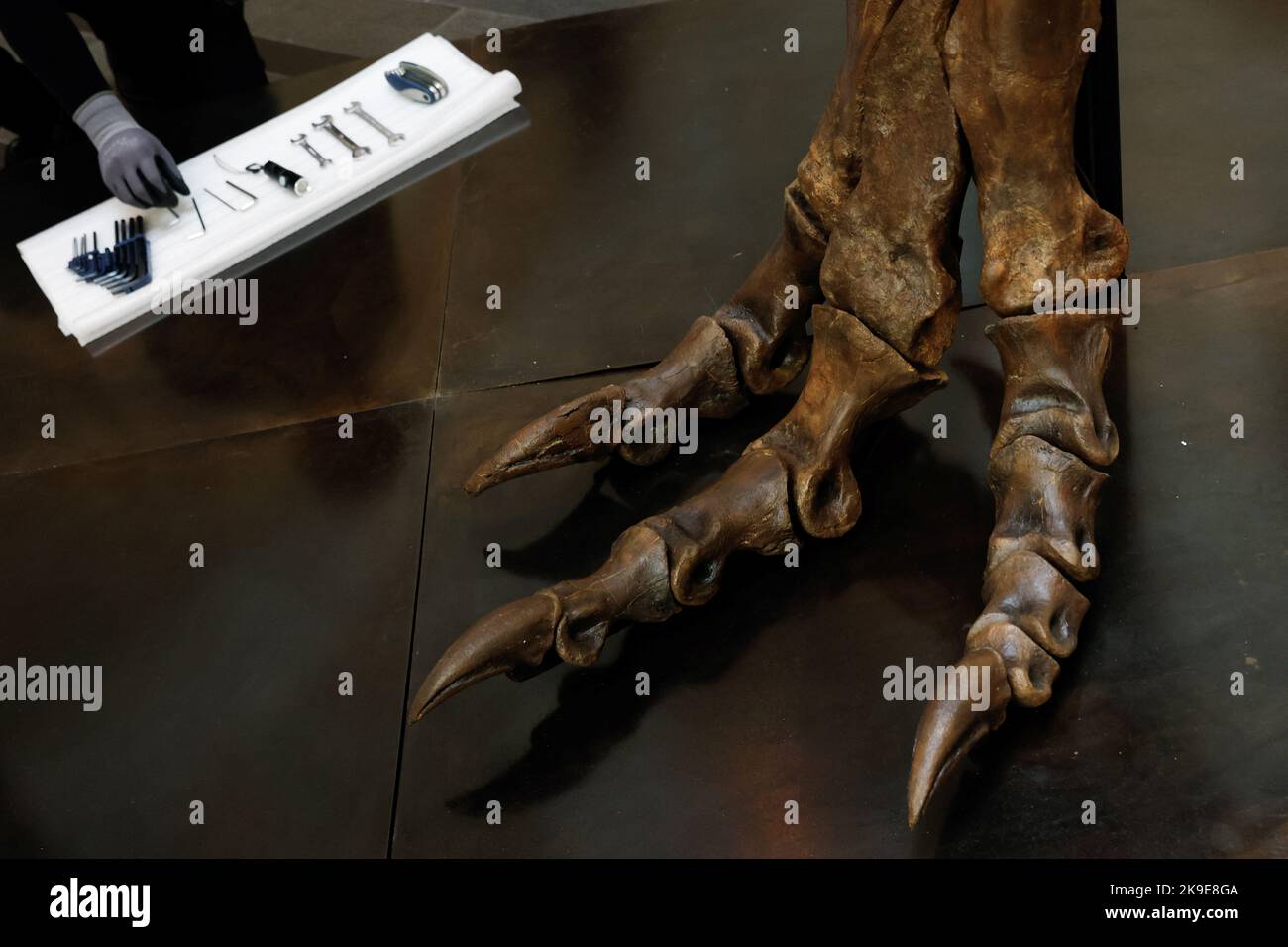 T rex skeleton foot hi-res stock photography and images - Alamy